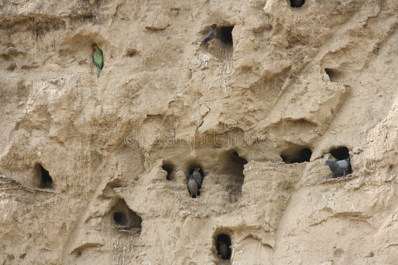 Birds of Various Species Occupying Burrow Nests Excavated in a Vertical ...