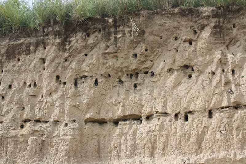 Birds of Various Species Occupying Burrow Nests in a Mud Wall : (pix ...