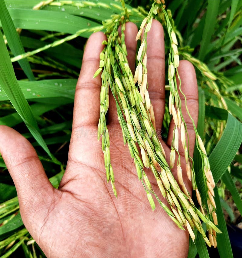Most butiful paddy stock photo. Image of grass, soil - 229518408