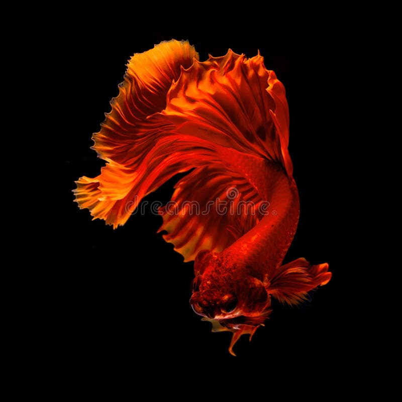 The Most Colorful Fish in the World Stock Image - Image of tail ...