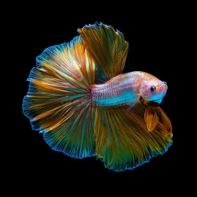 The Most Colorful Fish in the World Stock Image - Image of underwater ...