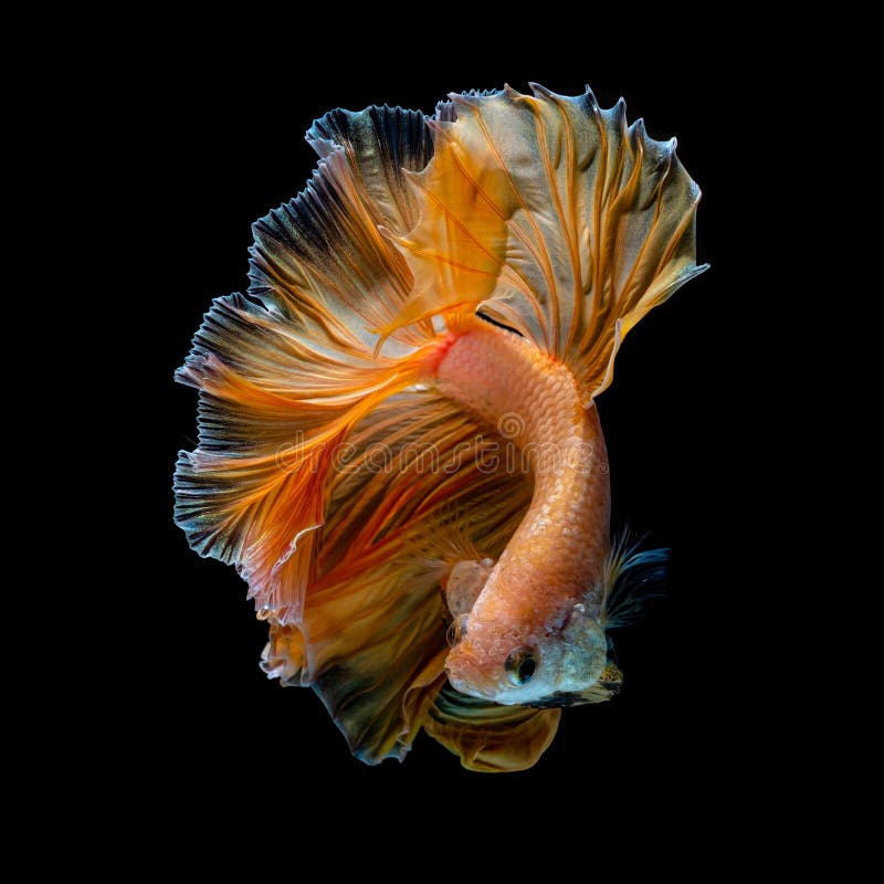 The Most Colorful Fish in the World Stock Image - Image of black ...