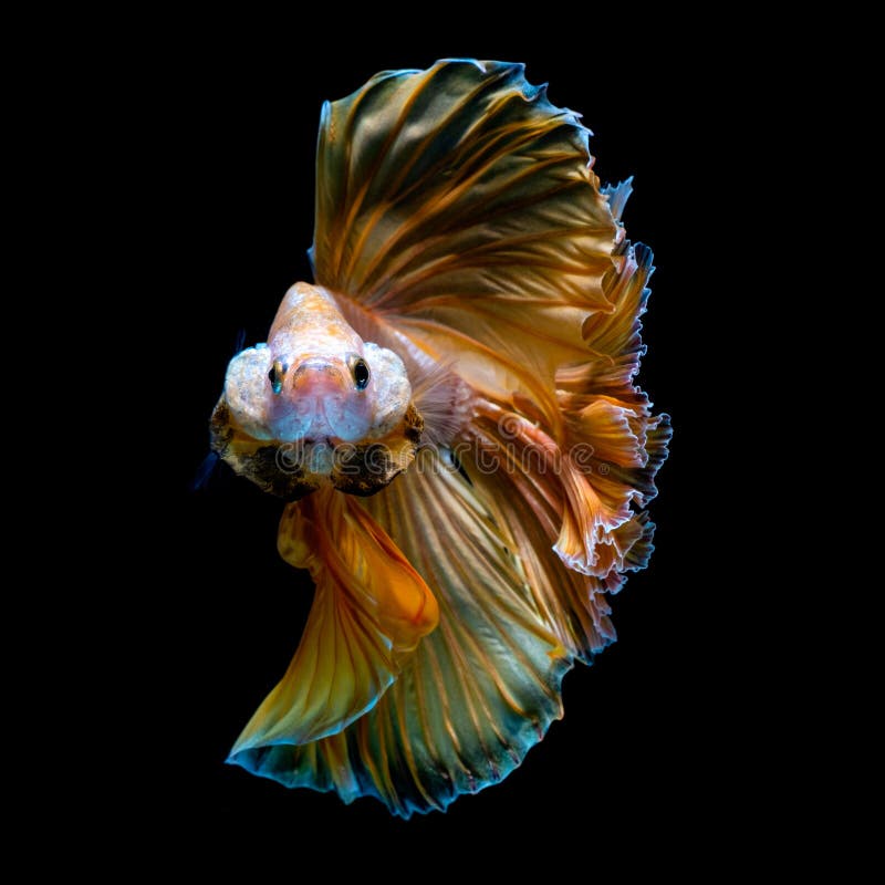 The Most Colorful Fish in the World Stock Image - Image of beautiful ...