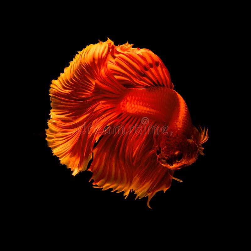 The Most Colorful Fish in the World Stock Image - Image of tail, color ...
