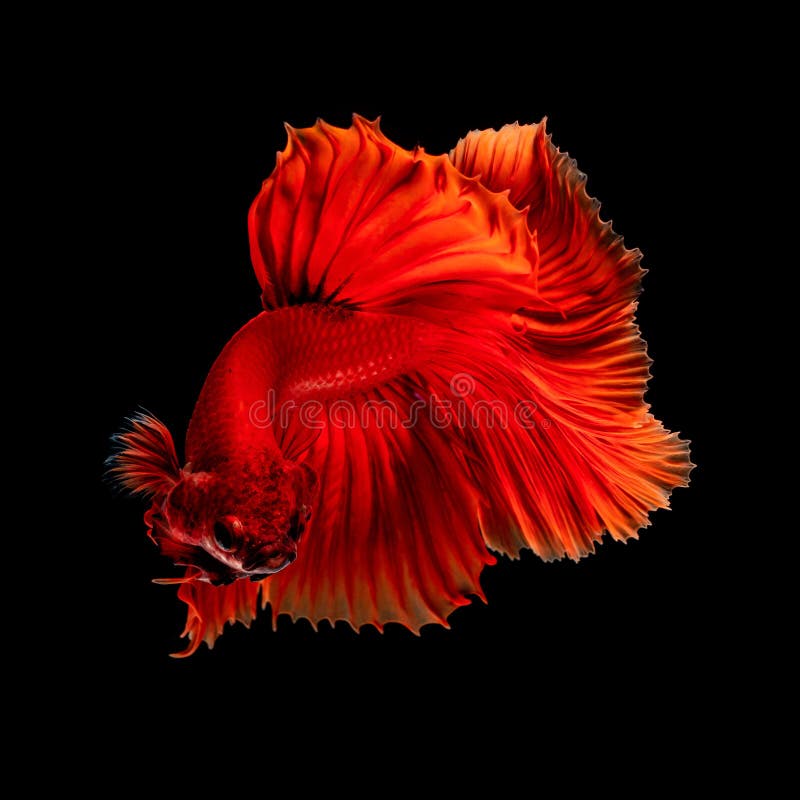 The Most Colorful Fish in the World Stock Photo - Image of tail, dumbo ...