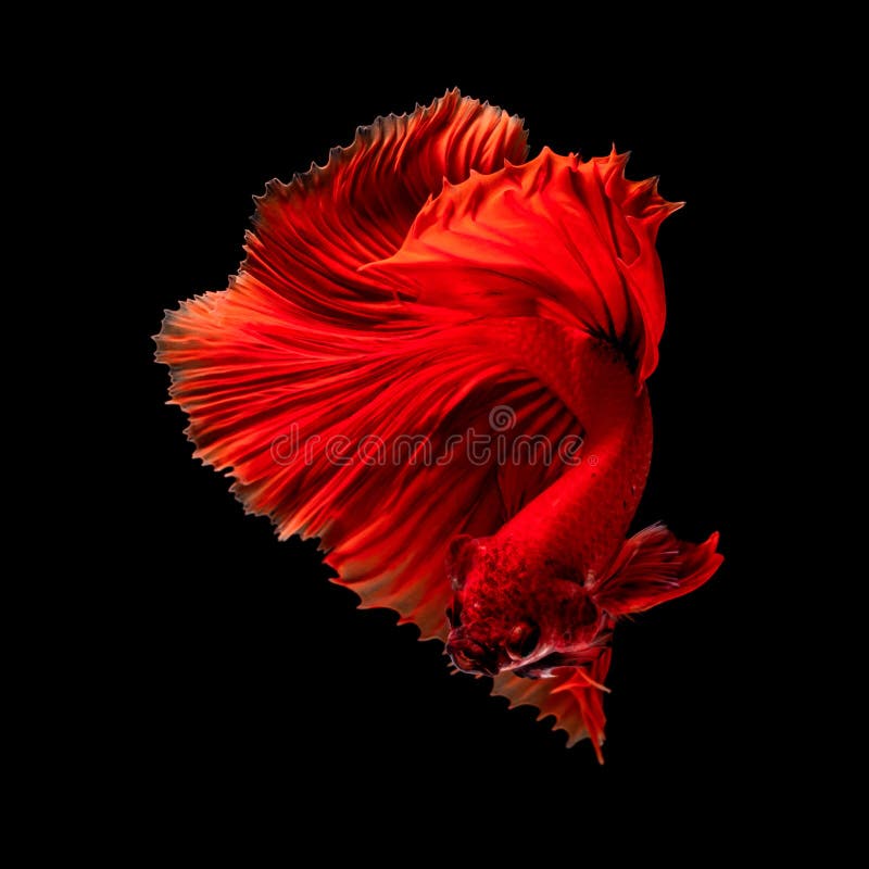 The Most Colorful Fish in the World Stock Photo - Image of color ...
