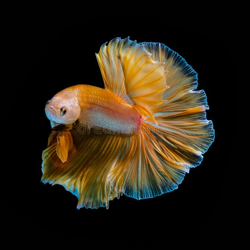 The Most Colorful Fish in the World Stock Photo - Image of aquarium ...