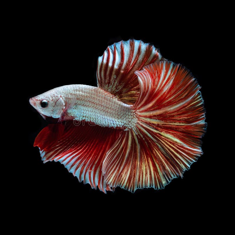 The Most Colorful Fish in the World Stock Image - Image of animal ...