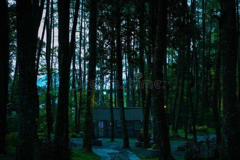 The Most Comfortable Place in the Forest . Sunrise, Sunset , and ...