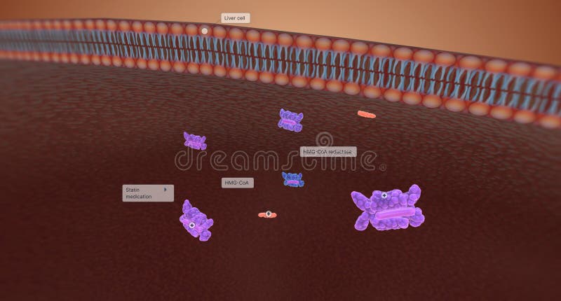 The Most Common Cholesterol-lowering Medication are Statins Stock ...