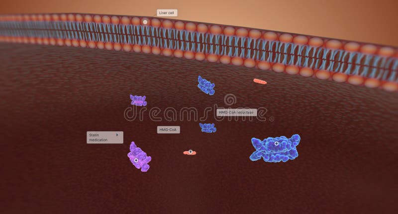 The Most Common Cholesterol-lowering Medication are Statins Stock ...