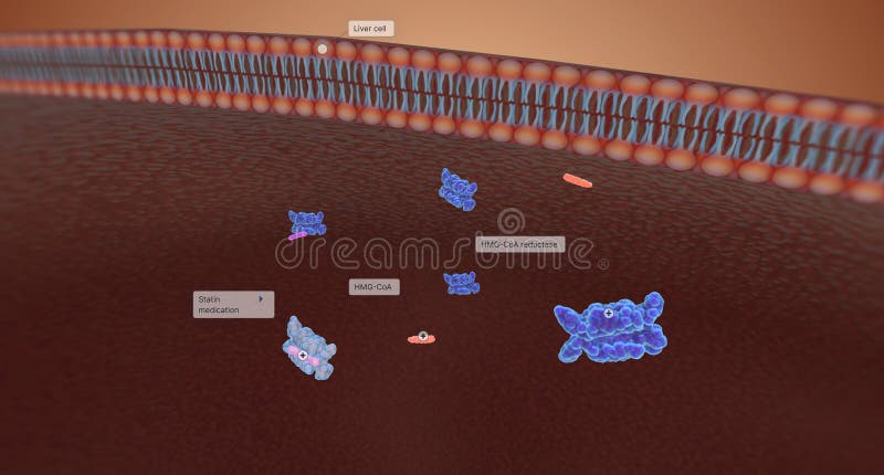 The Most Common Cholesterol-lowering Medication are Statins Stock ...