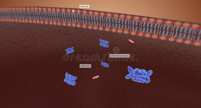 The Most Common Cholesterol-lowering Medication are Statins Stock ...