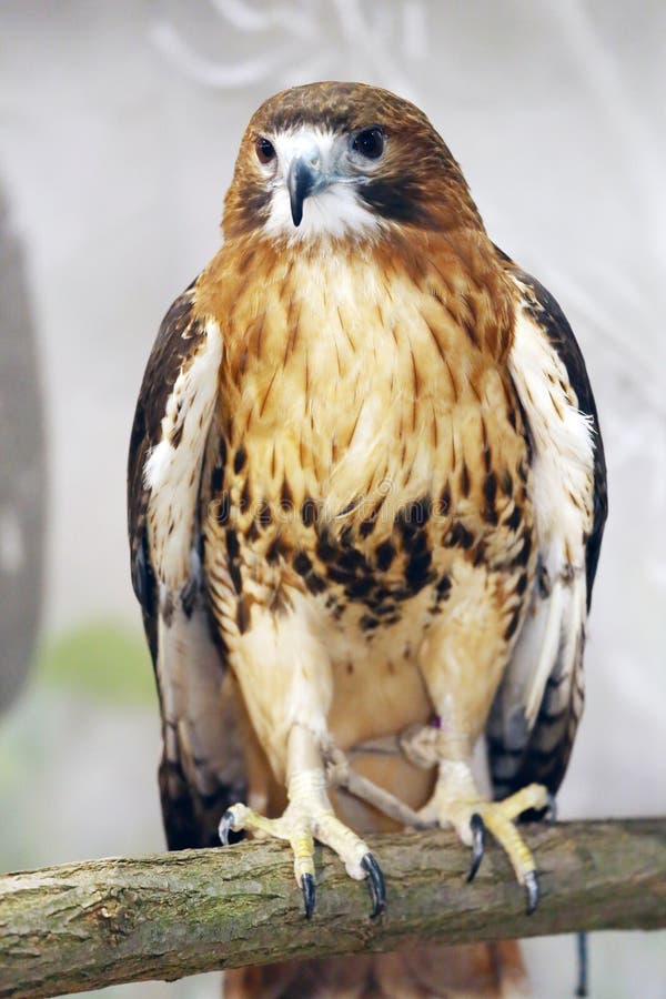 The Most Common Hawk. Portrait of a Trained Red-tailed Hawk Stock Photo ...