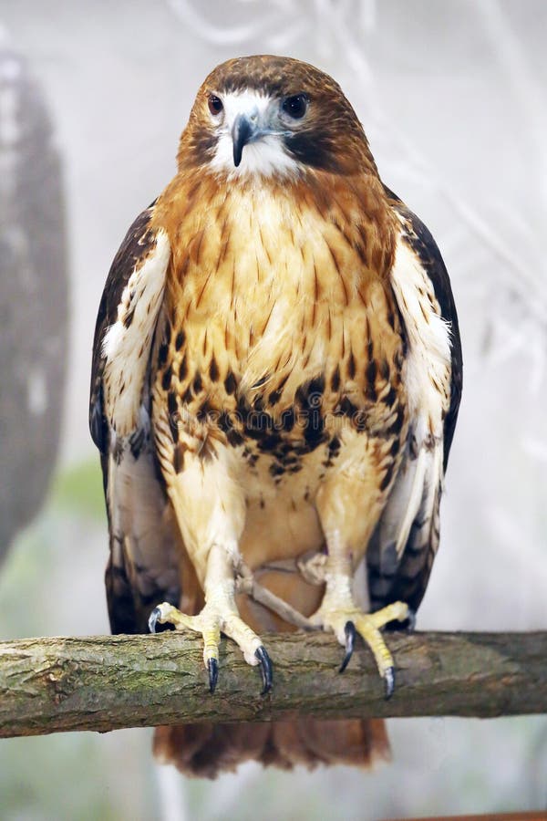 The Most Common Hawk. Portrait of a Trained Red-tailed Hawk Stock Photo ...