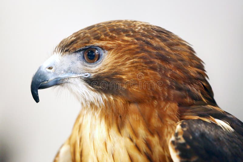 The Most Common Hawk. Portrait of a Trained Red-tailed Hawk Stock Photo ...