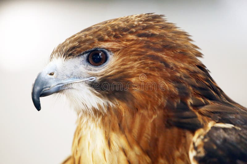 The Most Common Hawk. Portrait of a Trained Red-tailed Hawk Stock Photo ...