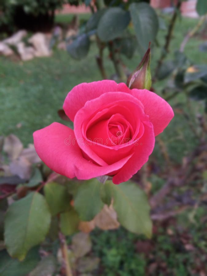 The most common rose stock photo. Image of plant, pink - 216293710