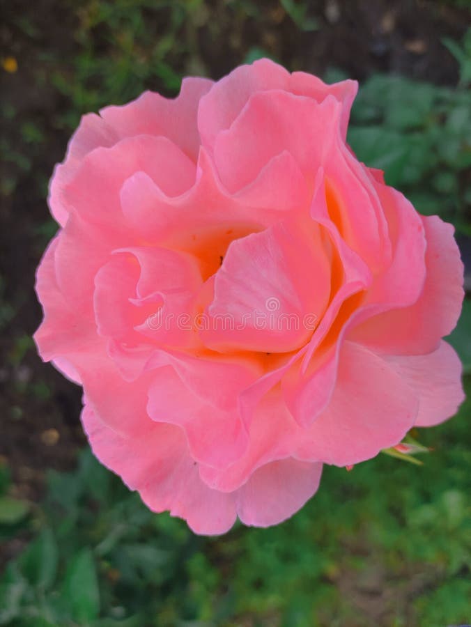 The Most Delicate Very Beautiful Soft Pink Rose in the Garden. Stock ...