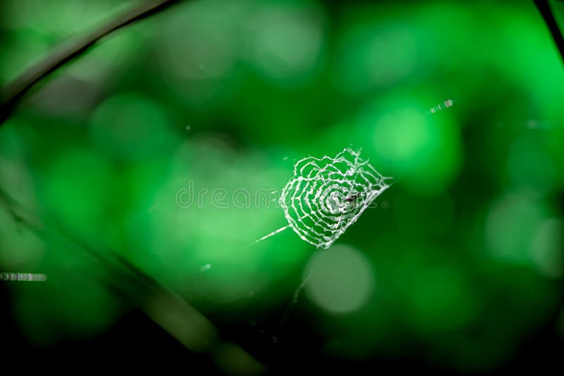 Most Elaborate Spider Webs Ever Found in Nature Stock Image - Image of forest, isolated: 202015483