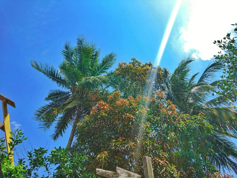 The Most Eye of the DayAnd the Young Leaves Stock Image - Image of ...