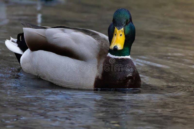 The Most Famous and Common Wild Duck Stock Image - Image of pond ...
