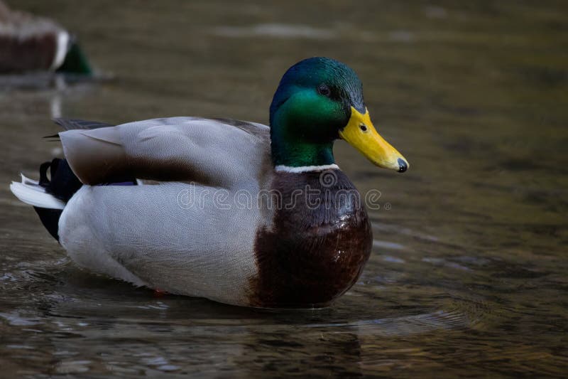 The Most Famous and Common Wild Duck Stock Image - Image of waterfowl ...