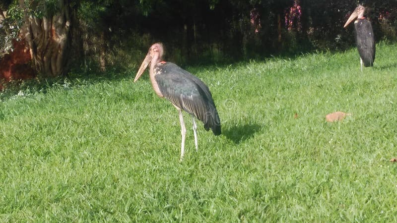 Marabou stork stock image. Image of marabou, world, domestic - 317827437