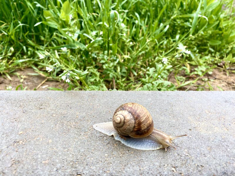 The Snail is One of the Most Diverse Groups of Animals, Both in Shape ...