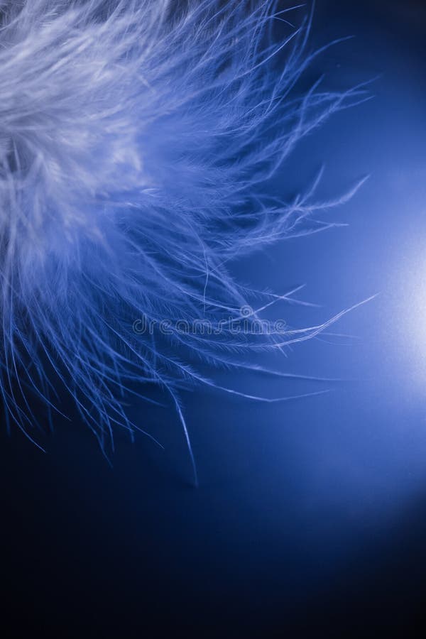 The Most Gentle Swan Fluff on a Blue Background. Blurred Focus ...