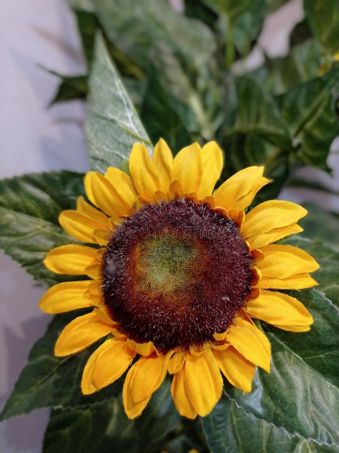 The Most Gorgeous Flowers I Have Ever Seen Stock Photo - Image of ...