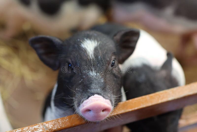Most of the Highland Farmers Raise Pigs for Consumption. Stock Image ...