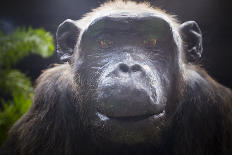 The Most Human-like Image of a Chimpanzee S Face Stock Photo - Image of ...