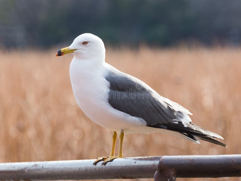 Smart Seagull Feeding Nestling on the Shore Stock Image - Image of ...