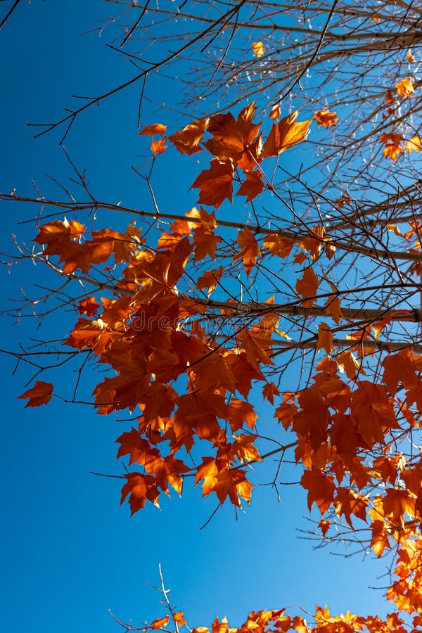 Most Leaves Have Fallen and a Few are Fluttering - Fall in Central ...