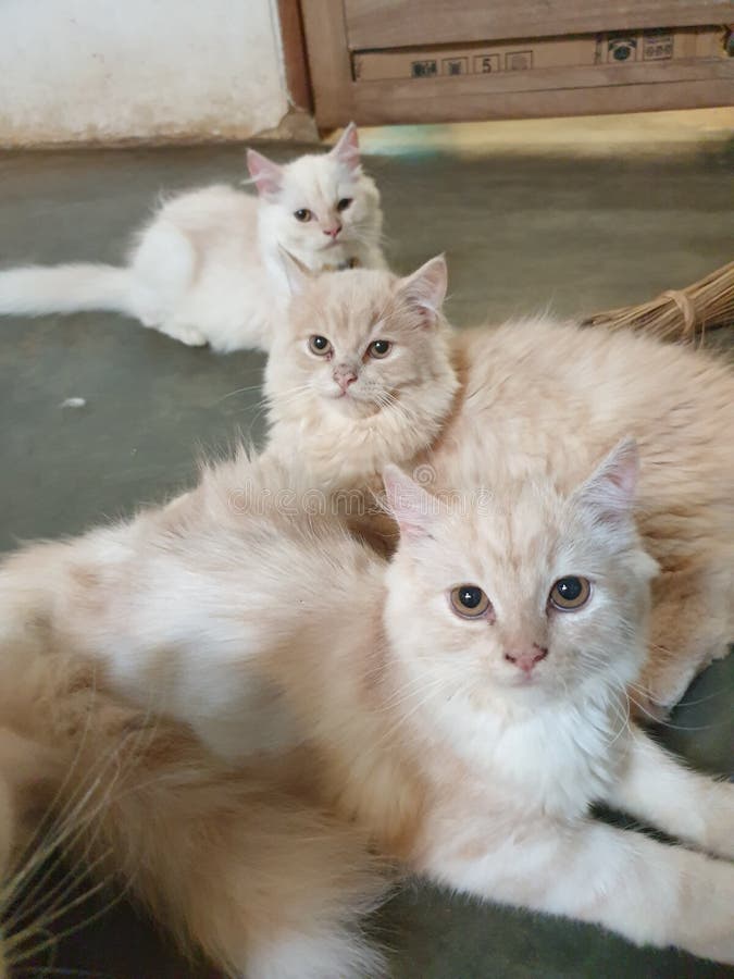 The Most Love Animal is Cat and so Cute Stock Photo - Image of cats ...