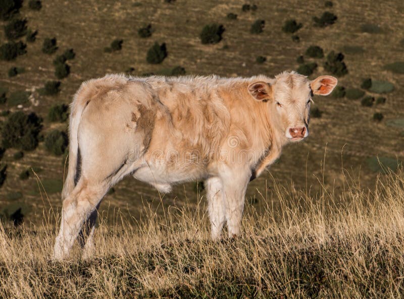 The Most Naive Look of the Cow Stock Photo - Image of closely ...