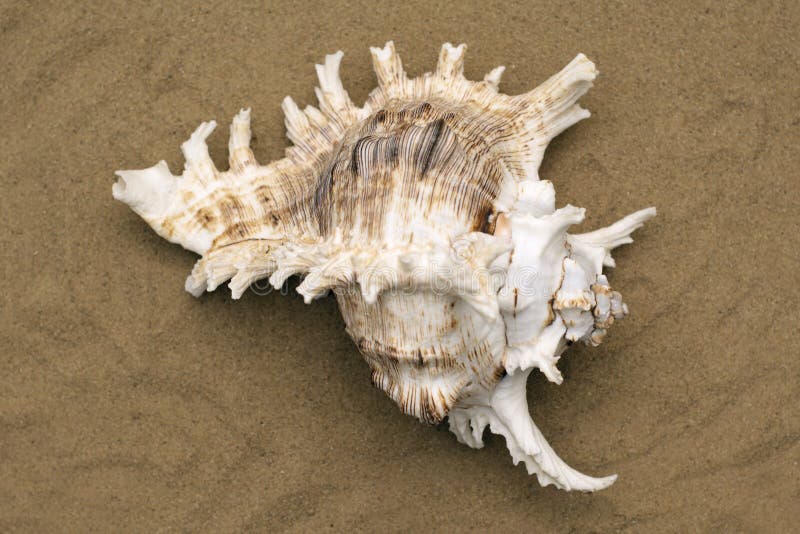 Most of the Original Beautiful Sea Shell on the Sand Stock Photo ...