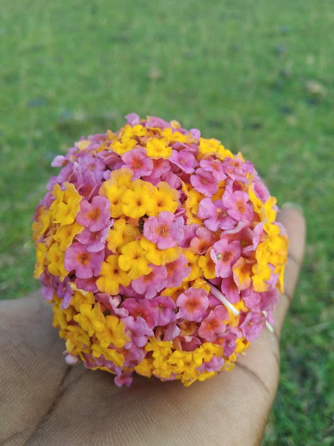 Aacha Phul Stock Photos - Free & Royalty-Free Stock Photos from Dreamstime