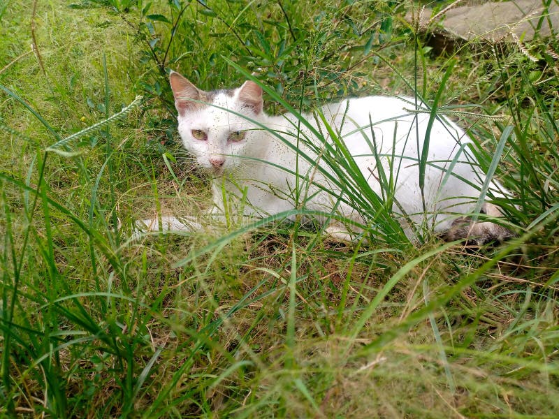 Most Popular in the World. Cats Whose Lineage is Officially Registered ...