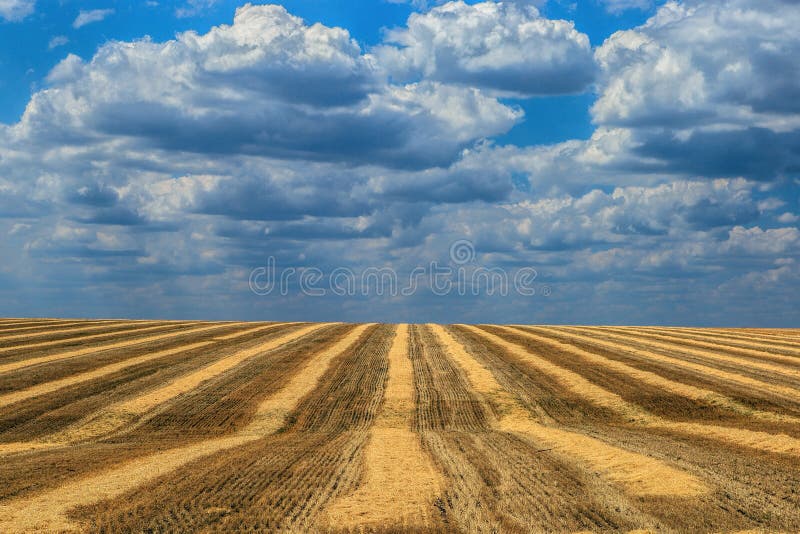 Cleaned field stock photo. Image of cleaned, field, sunflowers - 98976174