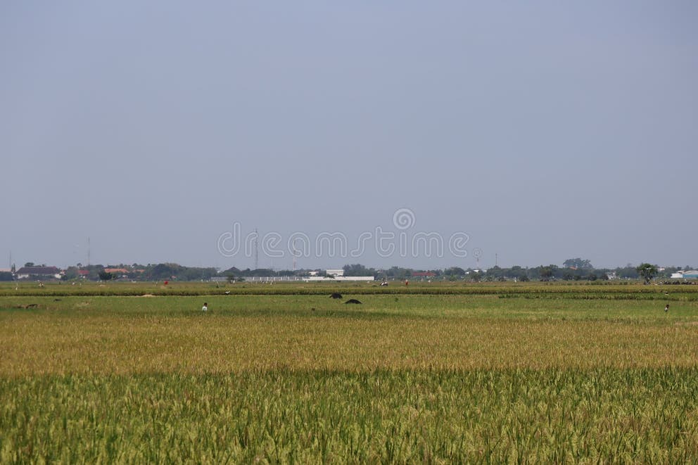 Most of the Rice in the Fields Turned Yellow Editorial Stock Photo ...