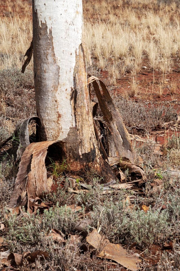 Fallen Leaves and Bark Around Base of a Eucalyptus Tree Stock Photo ...