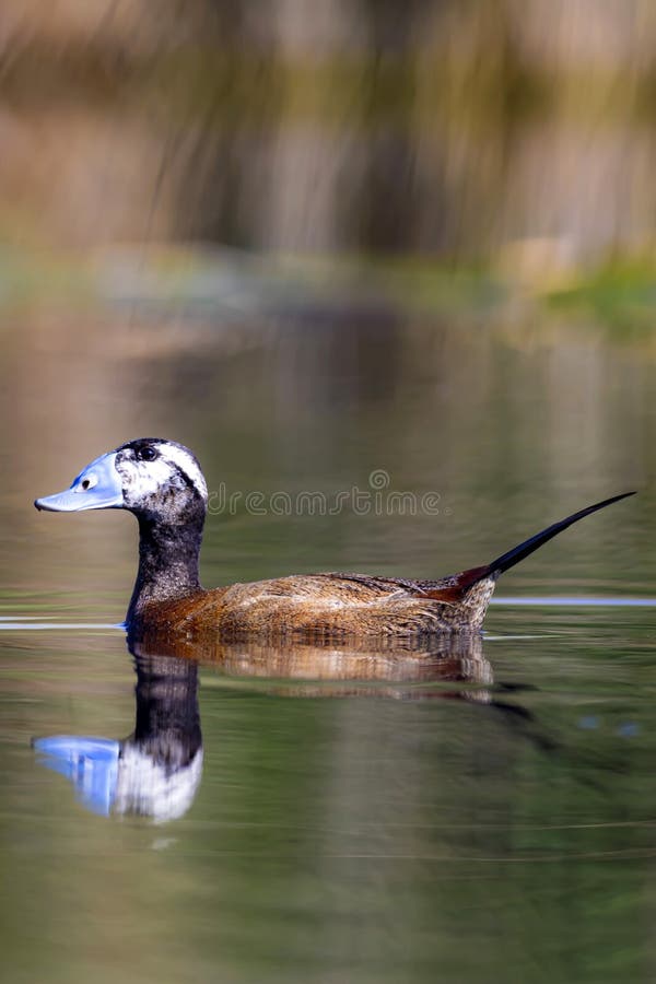Swiming Duck. Nature Background. Duck: White Headed Duck. Oxyura ...