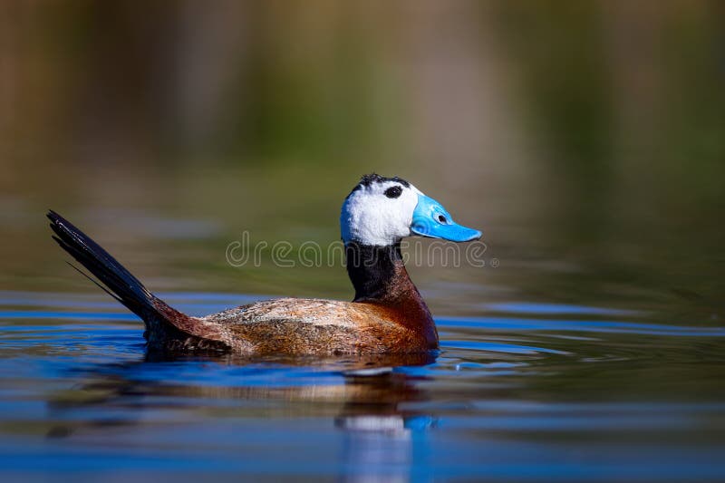 Swiming Duck. Nature Background. Duck: White Headed Duck. Oxyura ...