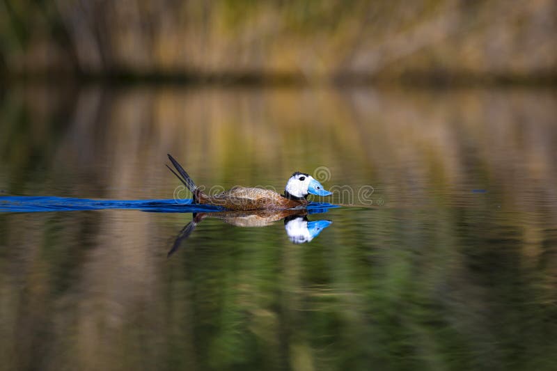 Swiming Duck. Nature Background. Duck: White Headed Duck. Oxyura ...