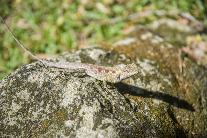 Most Thai lizard stock photo. Image of iguana, blooded - 69322670