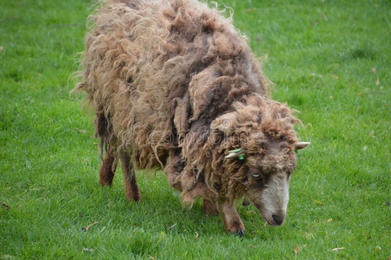 The Most Uggliest Sheep stock image. Image of uggliest - 108058991