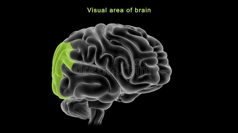 Visual area of human brain stock illustration. Illustration of callosum ...