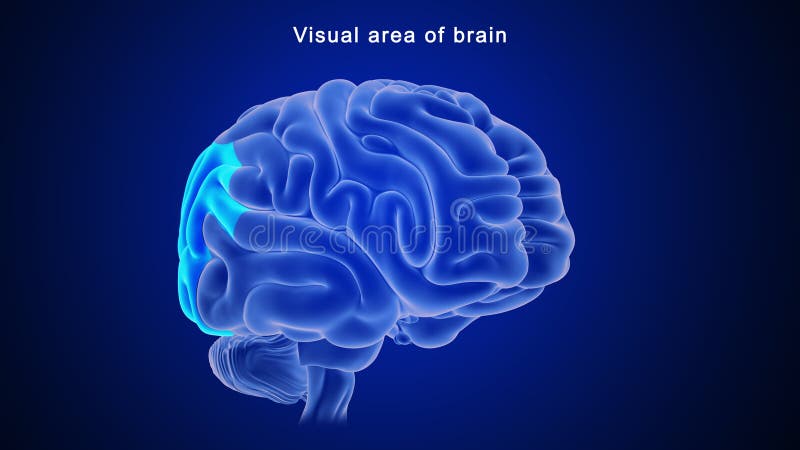Visual area of human brain stock illustration. Illustration of corpus ...